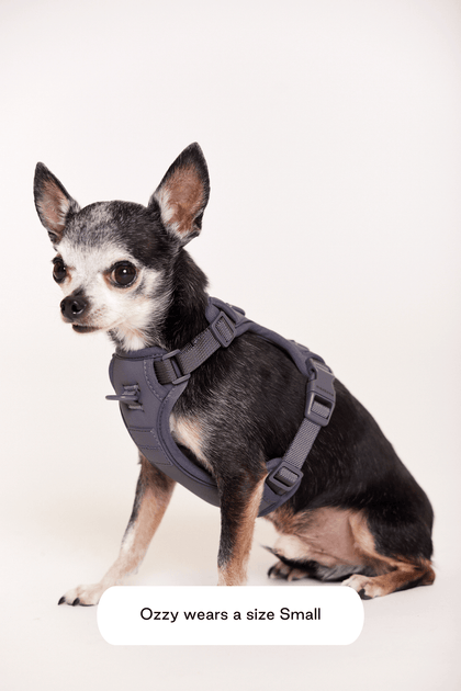 MaxBone Luxury Dog Clothing, Toys, Beds & Accessories - BYMiT – Page 3