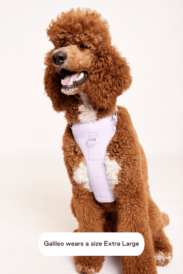 MaxBone Luxury Dog Clothing, Toys, Beds & Accessories - BYMiT – Page 3