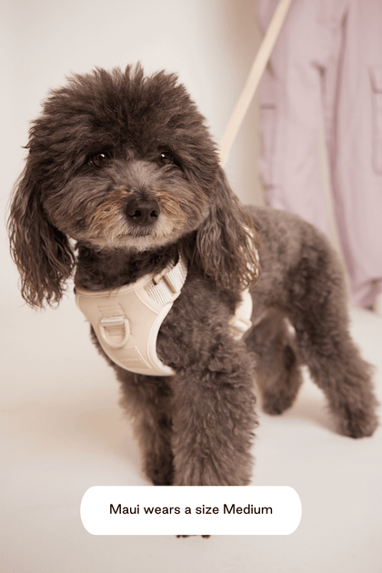 MaxBone Luxury Dog Clothing, Toys, Beds & Accessories - BYMiT – Page 3