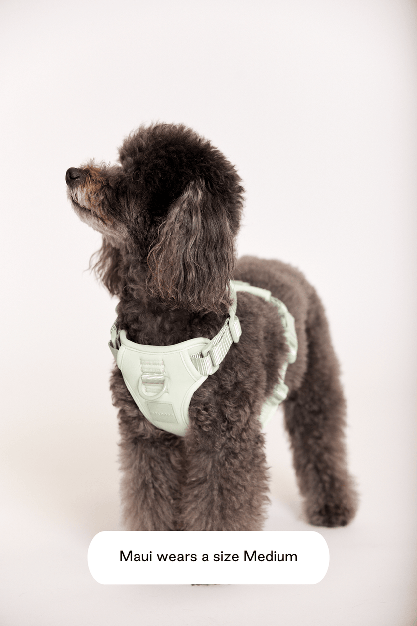 MaxBone Luxury Dog Clothing, Toys, Beds & Accessories - BYMiT – Page 3
